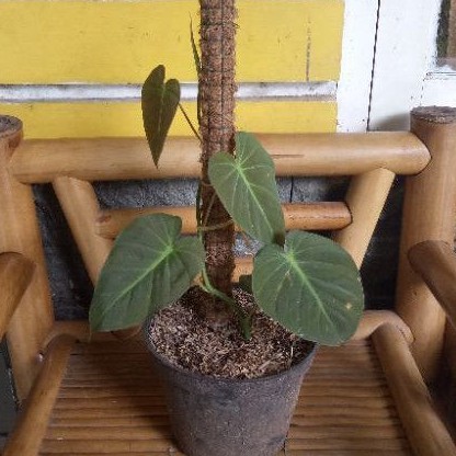 Jual tanaman philodendron mican - philo mican - pohon mican - tanaman ...