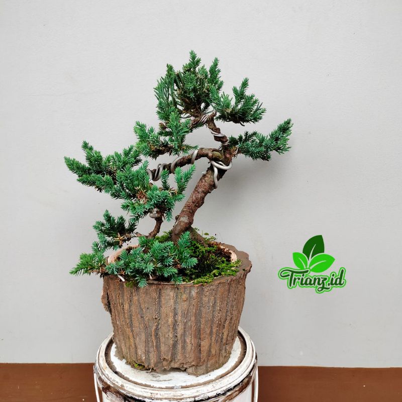 Jual bahan bonsai cemara pua pua Indonesia|Shopee Indonesia