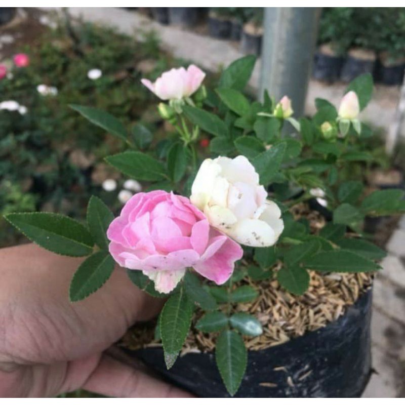 Jual Tanaman rambat Climbing Rose (Mawar Rambat) Indonesia|Shopee Indonesia