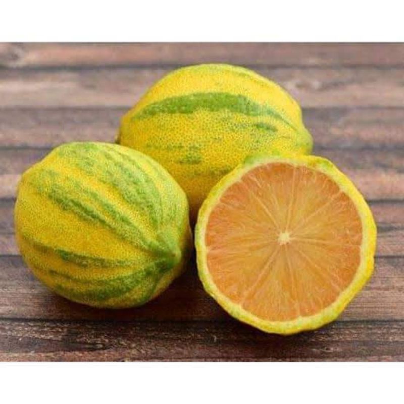 Jual bibit jeruk sangkis varigata kondisi berbuah | Shopee Indonesia