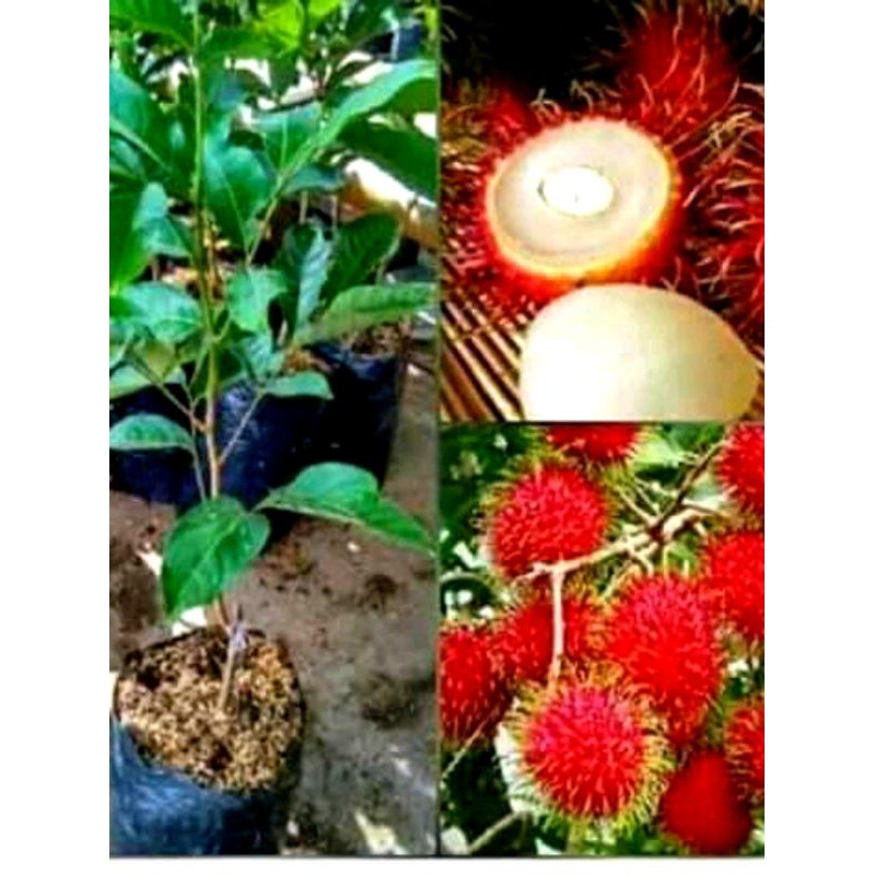 Jual bibit rambutan aceh benih pohon tanaman buah okulasi unggul bisa ...