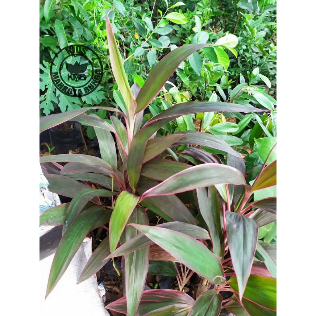 Jual Tanaman Hias Daun Hanjuang Merah / Tanaman Daun Andong Merah ...