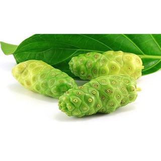 Jual Bubuk Mengkudu 500 g Serbuk Buah Pace Simplisia Morinda citrifolia ...