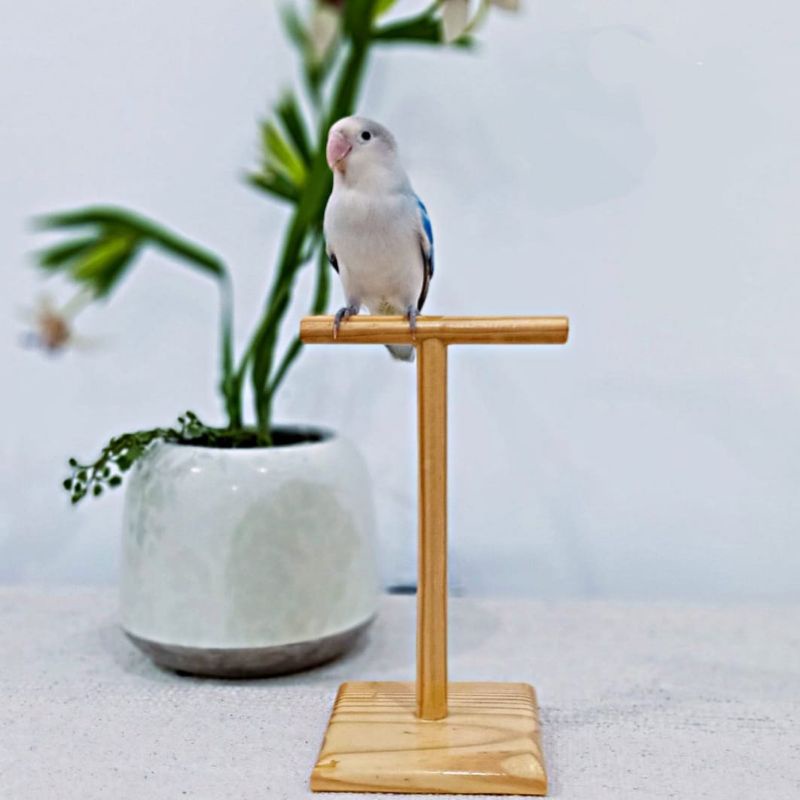 Jual Tangkringan standing perch FTM burung lovebird small parrot ...