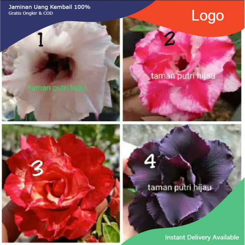 Jual PROMO!! paket 4 adenium/kamboja jepang | Shopee Indonesia Jual PROMO!! paket 4 adenium/kamboja jepang | Shopee Indonesia