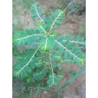 Jual daun Meniran segar pohon Meniran | Shopee Indonesia