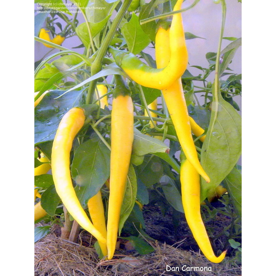 Jual Bibit Benih Biji Cabe Kuning Yellow Long Pepper - Benih Tanaman ...