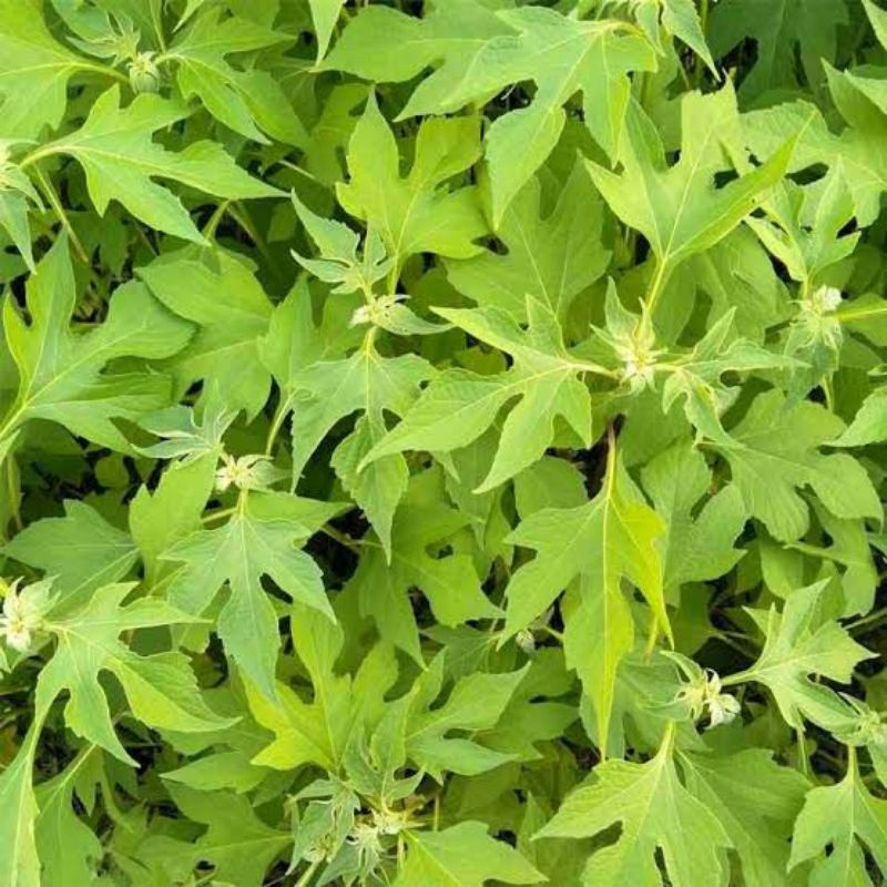 Jual 10 stek batang pohon insulin (kipahit) stek batang tanaman insulin ...