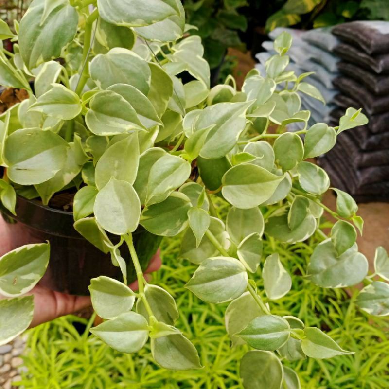 Jual tanaman terang bulan tanaman hias gantung peperomia scandens ...