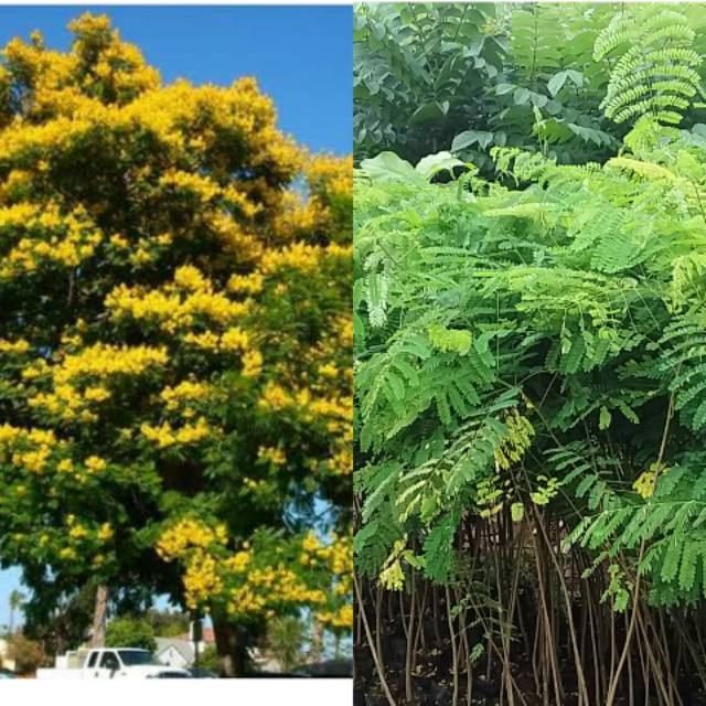 Jual Bibit Pohon Bunga Flamboyan - Tanaman Bunga Flamboyan Merah Kuning ...