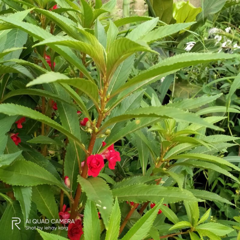 Jual tanaman hias pacar air - pohon pacar air | Shopee Indonesia