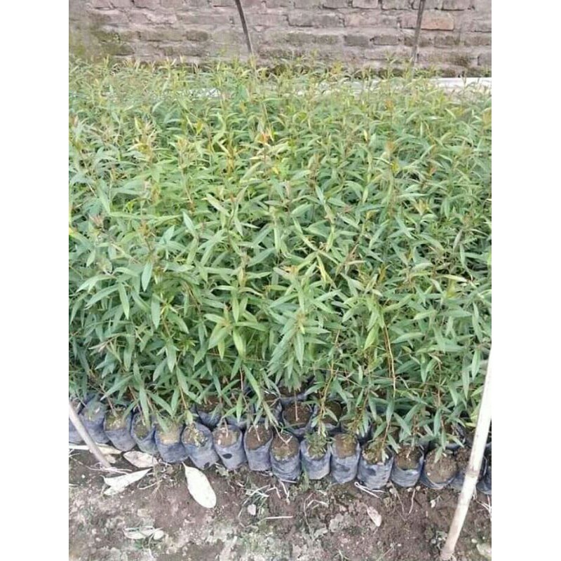 Jual Bibit kayu putih Beli 5 gratis 1 | Shopee Indonesia