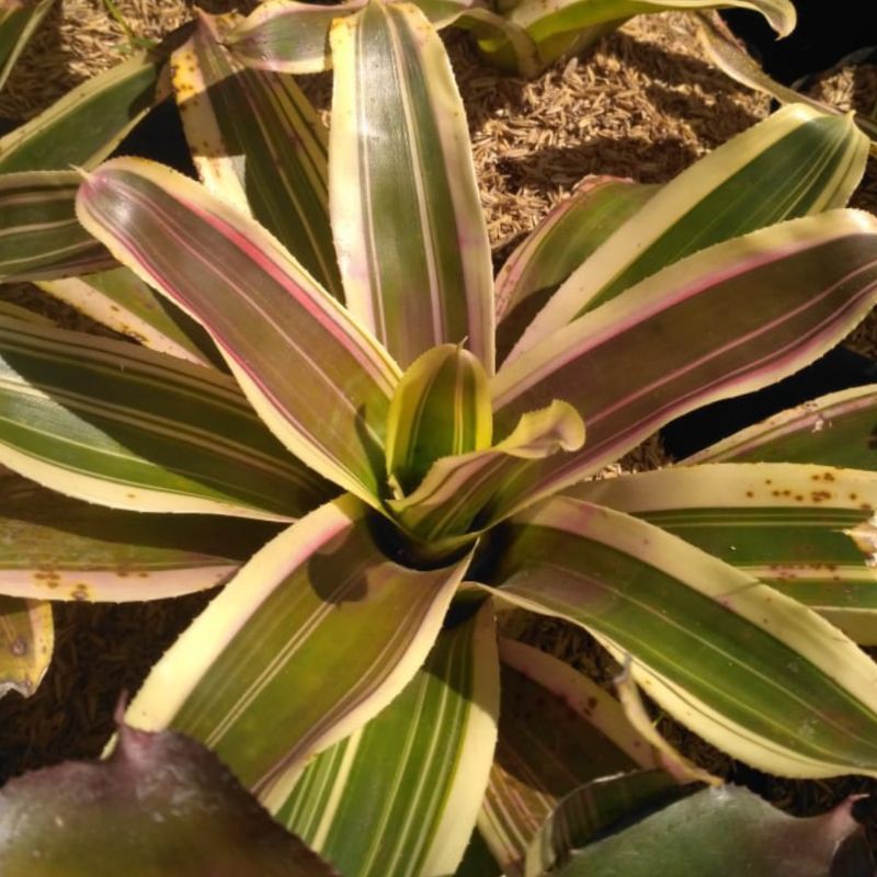 Jual tanaman bromelia neoregelia compacta | Shopee Indonesia