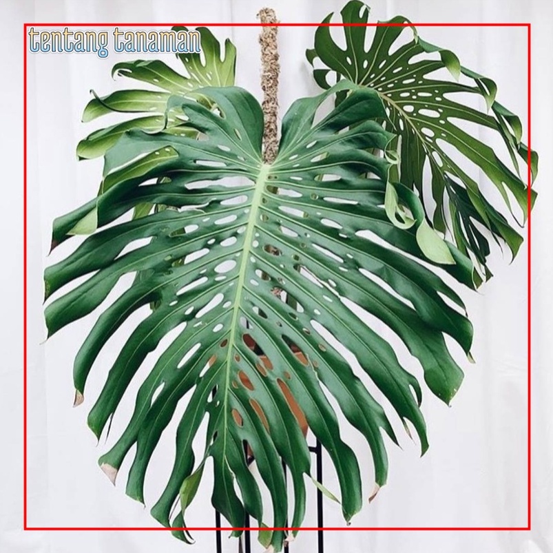 Jual Tanaman Hias Philodendron Monstera Deliciosa King Tanaman Hits ...