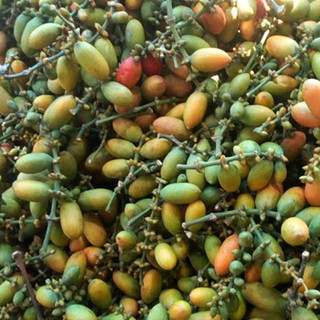 Jual Biji Melinjo Tangkil Segar kemasan 1 kg | Shopee Indonesia