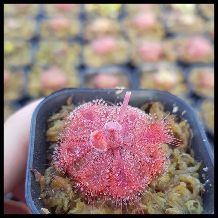 Jual Tanaman Pemakan Serangga/ Tanaman Karnivora Drosera Humpty Doo ... Jual Tanaman Pemakan Serangga/ Tanaman Karnivora Drosera Humpty Doo ...