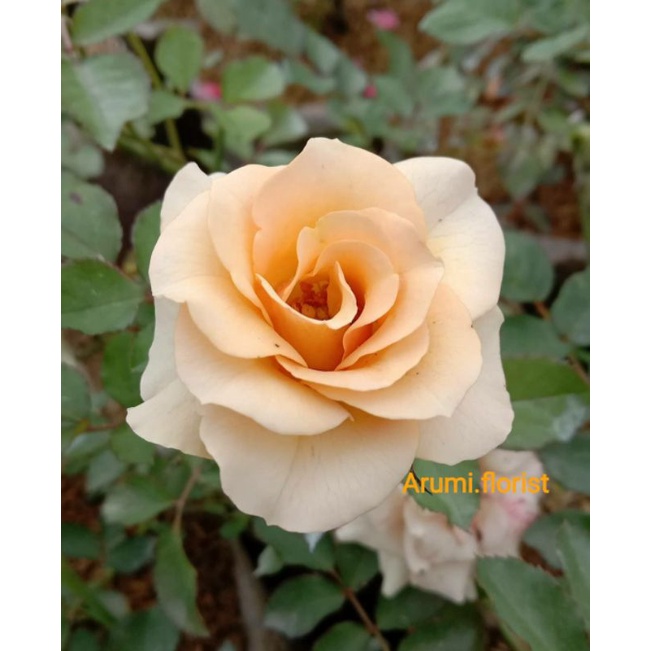 Jual Tanaman Bunga Mawar Cream Soft / Mawar Cream Cantik | Shopee Indonesia