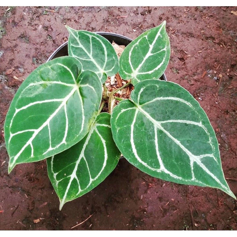 Jual Tanaman hias kuping gajah-tanaman indoor-tanaman hidup-bunga hidup ...