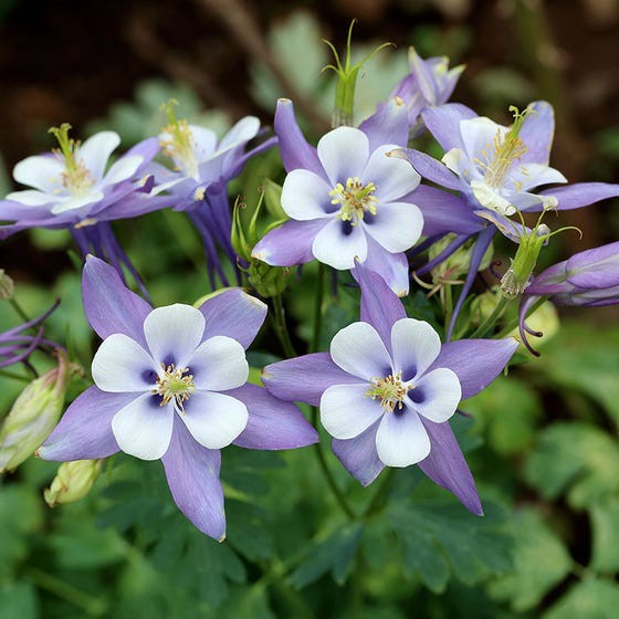 Jual Benih COLUMBINE PURPLE Biji Bibit Bunga Aquilegia Caerulea ...