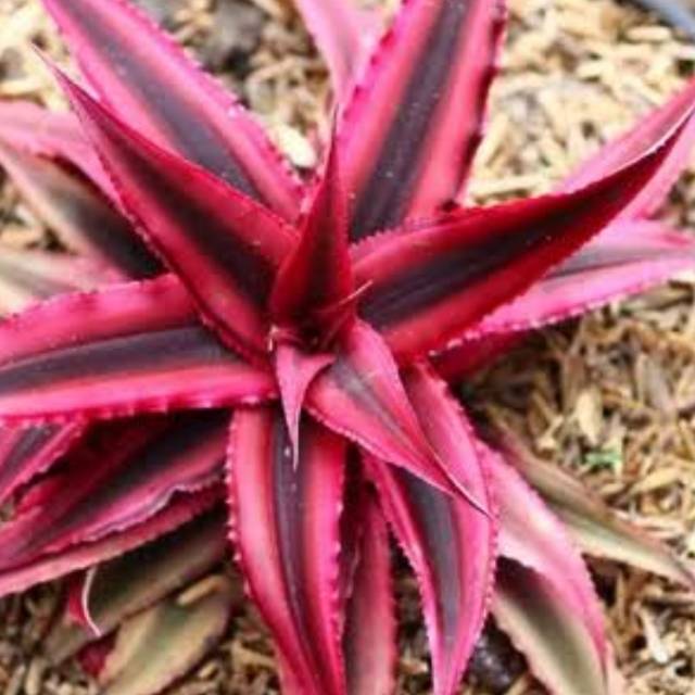 Jual Tanaman hias Cryptanthus Bivitattus-Red Star | Shopee Indonesia