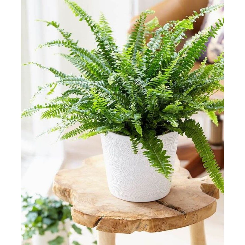 Jual Boston Fern/Pakis Boston | Shopee Indonesia
