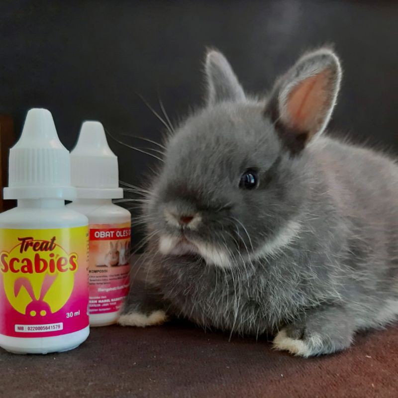 Jual Treat Scabies Obat Gatal Kelinci Ampuh 2 Hari | Shopee Indonesia