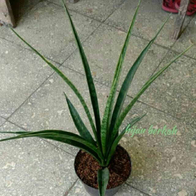 Jual Tanaman hias bunga hidup sansivera parva sansiviera lidah mertua ...