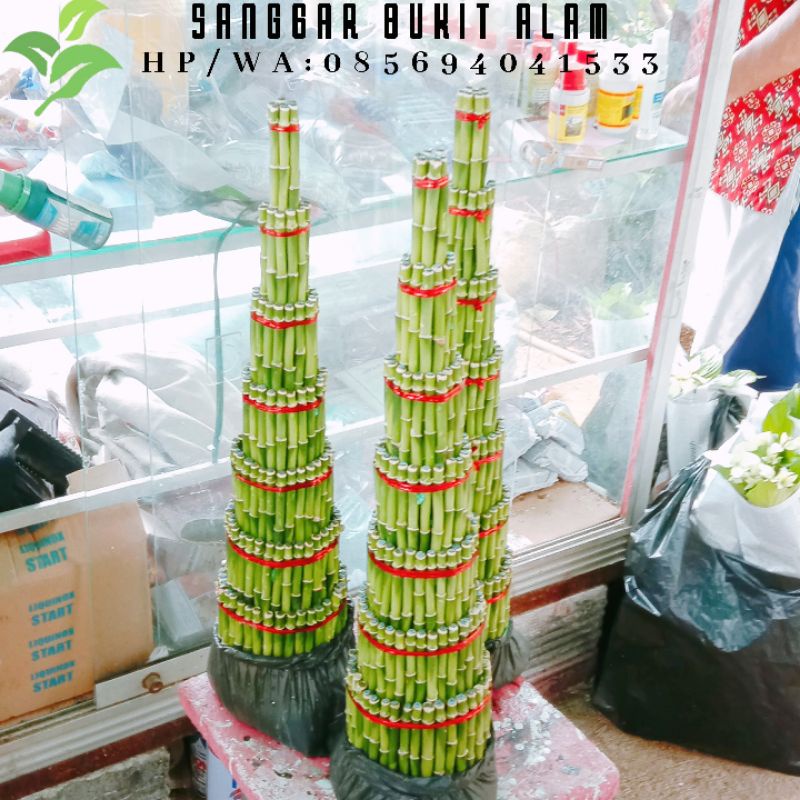 Jual Bambu Hoki / Bambu Cina / Bambu Rezeki susun 7 tinggi 60 cm + pot ...