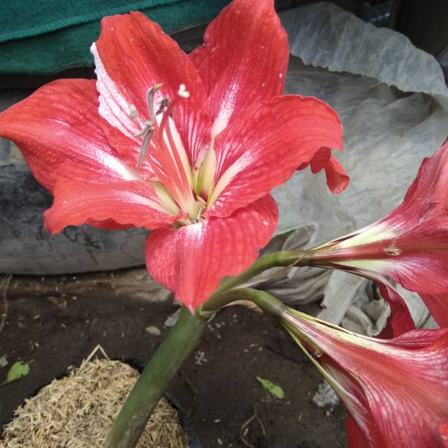 Paling Populer 26+ Gambar Tanaman Bunga Desember - Gambar Bunga Indah