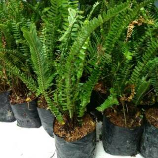 Jual Tanaman pakis boston Indonesia|Shopee Indonesia