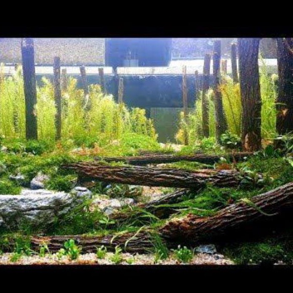 Jual kayu aquascape aquarium ranting kayu pinus 1kg | Shopee Indonesia