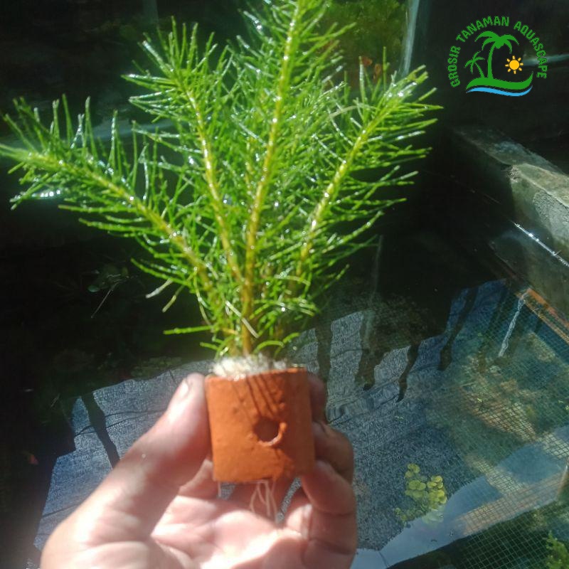 Jual 1 pot cemara air tanaman hiasan aquascape - tanaman aquascape low ...