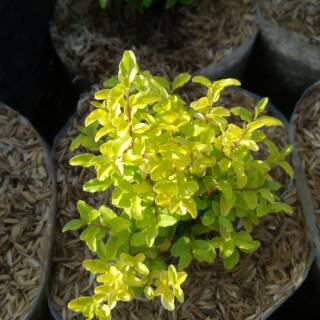 Jual Tanaman hias ligustrum kuning | Shopee Indonesia