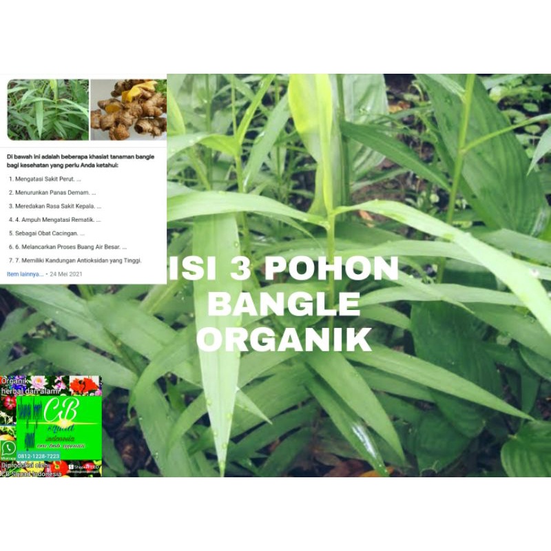 Jual bangle organik/3 pohon bangle/panglai | Shopee Indonesia