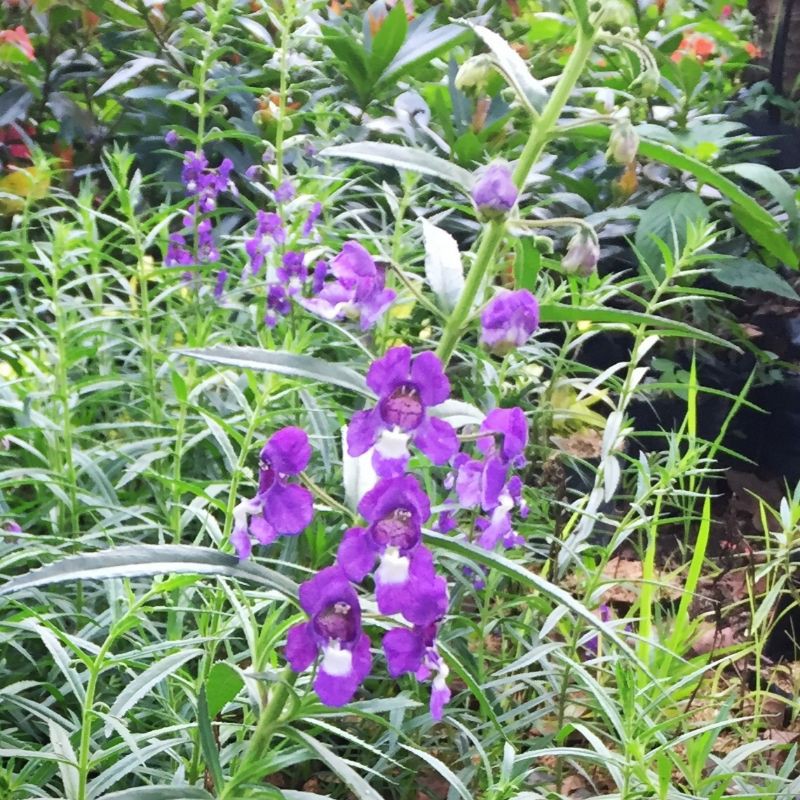 Jual Tanaman Lavender Asli | Bunga & Daun Aroma Anti Nyamuk | Lavandula ...