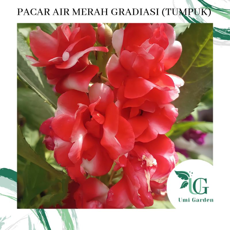 Jual 5 Biji Benih Bunga Pacar Air Tumpuk Merah Gradasi Putih Impatiens ...