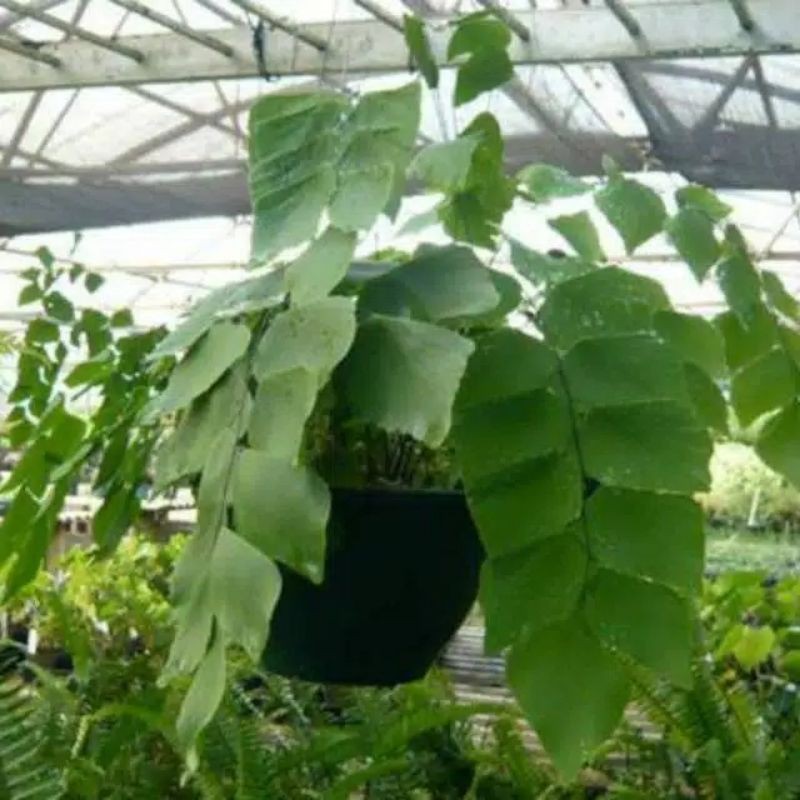 Jual HARGA PROMO tanaman hias bunga supril daun kecil LANGSUNG ORDER ...