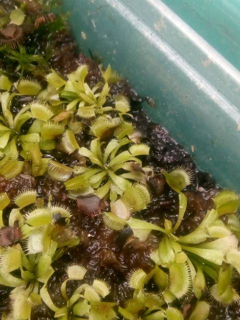 Jual Venus Flytrap jenis South West Giant (Langka) | Shopee Indonesia
