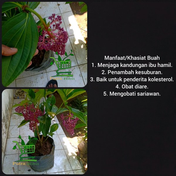 Jual Pohon bunga lady nila jumbo -tanaman- bunga-buah-nilam Indonesia ...