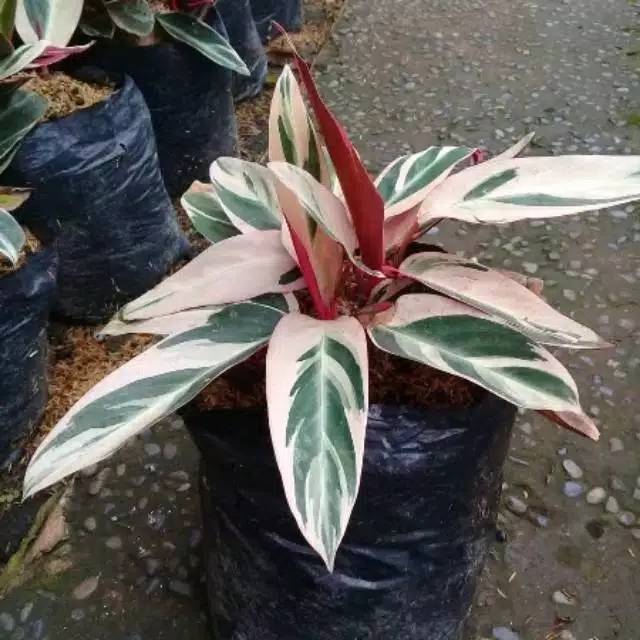 Jual Tanaman hias Maranta Bali - hiasan taman - tanaman hias calathea ...