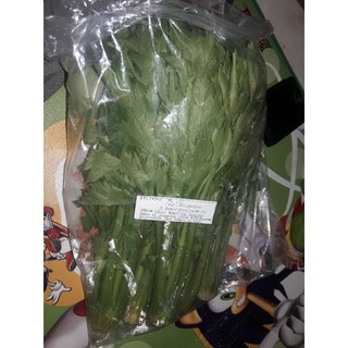 Jual Seledri Stik Import Grade A (1kg 55.000) | Shopee Indonesia