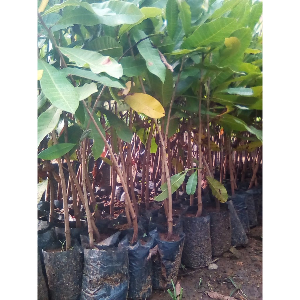 Jual bibit jambu monyet 1 meter // jambu mete // jambu mede | Shopee ...