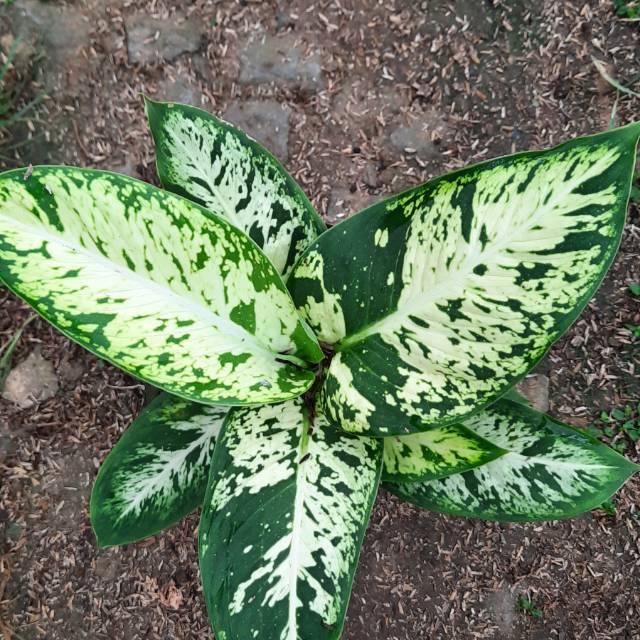 Jual Diven Candi Dewasa | Shopee Indonesia