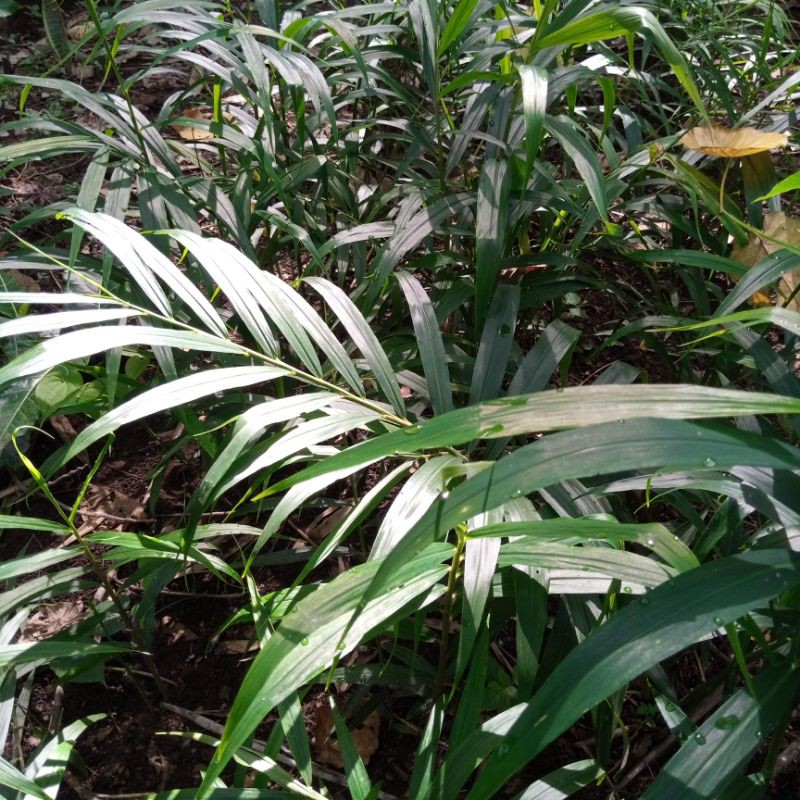 Jual Tanaman Jahe Merah (Zingiber Officinale Var Rubrum Rhizoma ...