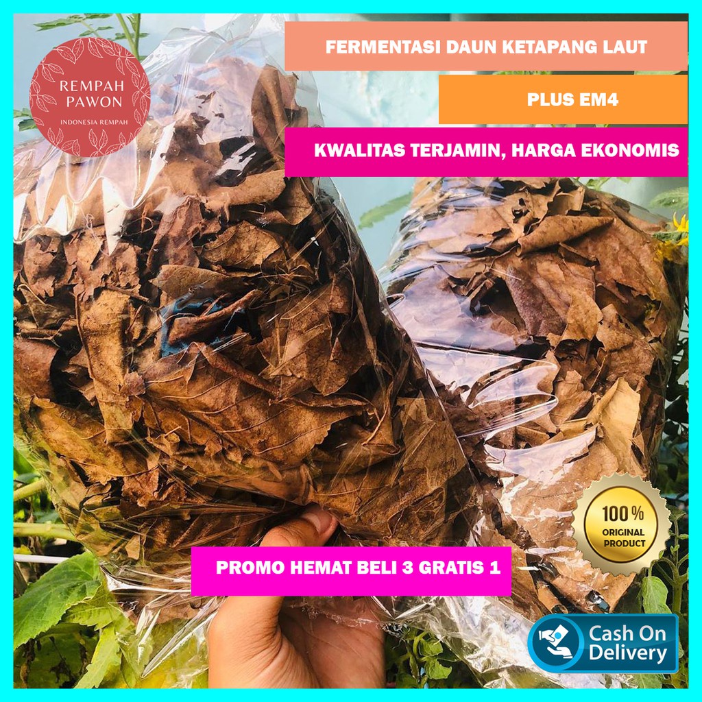 Jual DAUN KETAPANG LAUT OLAHAN FERMENTASI 1KG SIAP PAKAI TANPA MINYAK ...