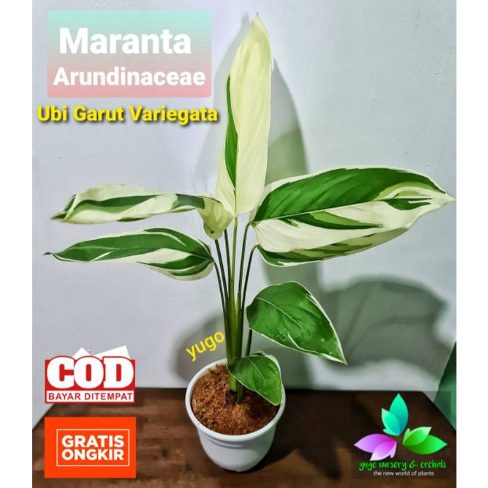 Jual Tanaman Hias Maranta Arundinaceae, ubi patat, ubi garut variegata ...