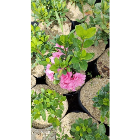 Jual Tanaman hiyas bunga Azalea( pink dan merah) | Shopee Indonesia