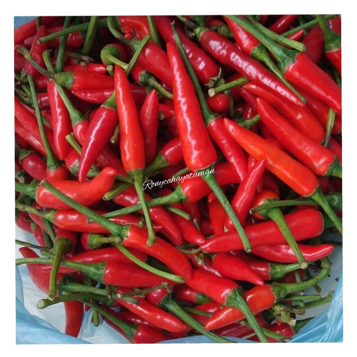 Jual cabe rawit merah/tanaman cabe rawit kecil/cabe buat gorengan ( RCT ...