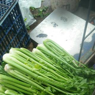 Jual 1kg Seledri stik batang besar / celery stick /celery jus 1000gr ...