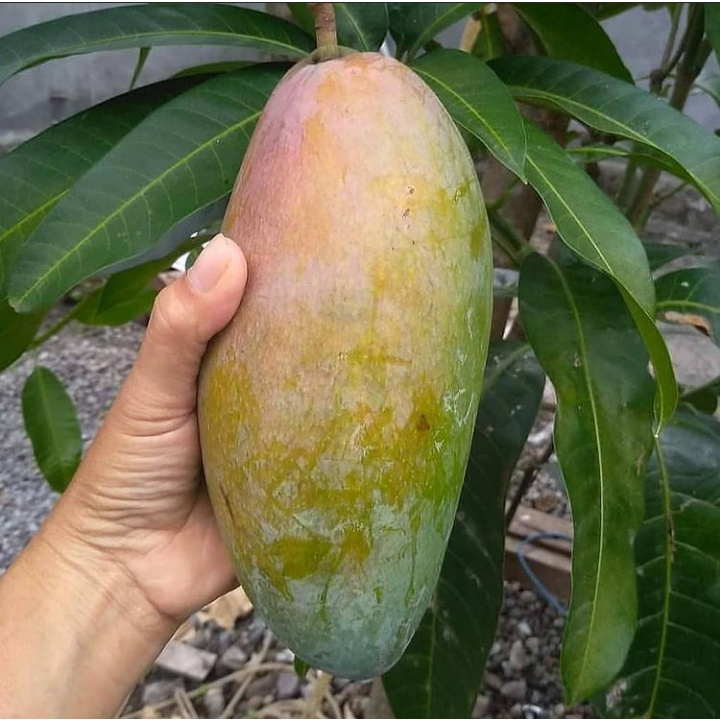 Jual Bibit mangga kiojay okulasi super | Shopee Indonesia Jual Bibit mangga kiojay okulasi super | Shopee Indonesia